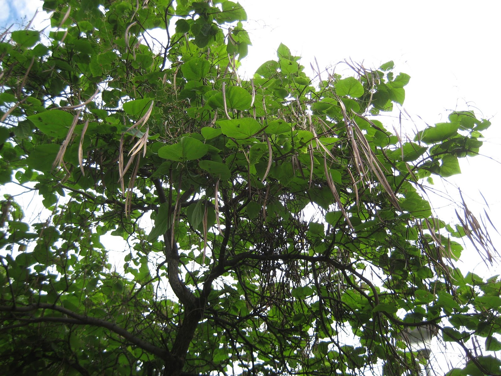 Mal's Edinburgh Allotment: Runner Bean Tree?