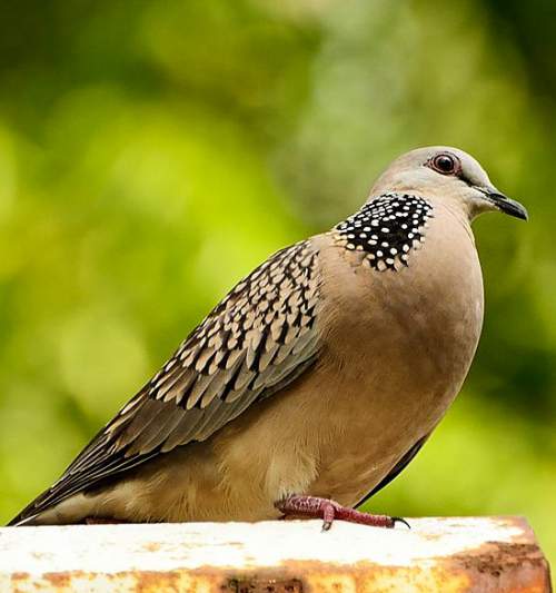 Eastern spotted dove | Birds of India | Bird World