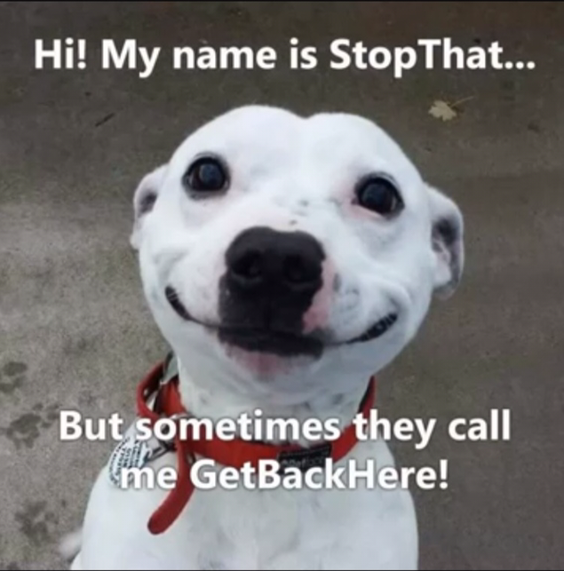 It Seems These Are Becoming Popular Names For Dogs Around The Neighborhood Wired Right it-seems-these-are-becoming-popular-names-for-dogs-around-the-neighborhood-wired-right