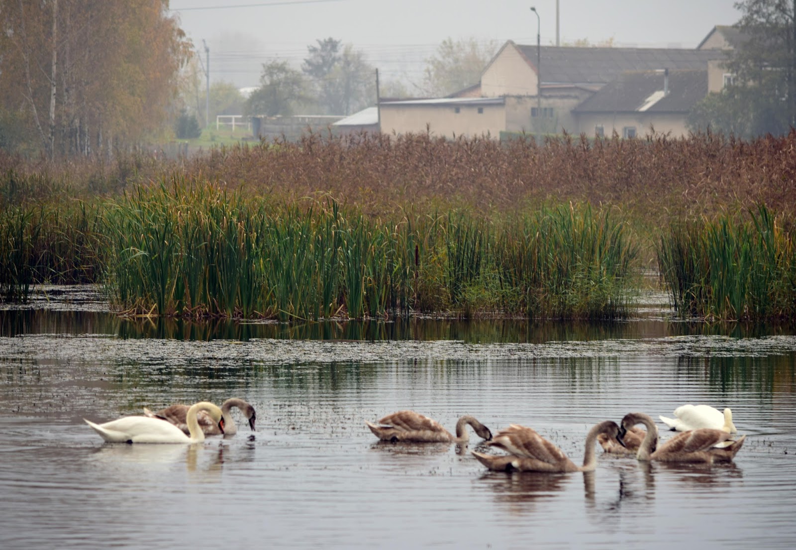 W-wa Jeziorki: Swans growing up