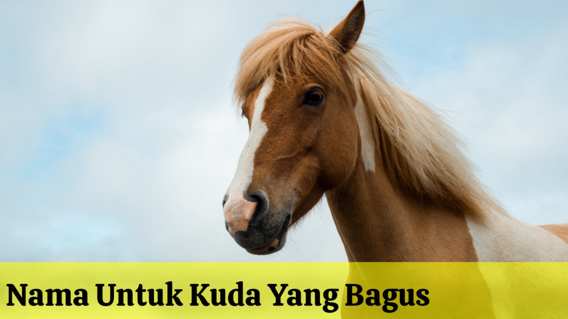 100 Nama Kuda Yang Bagus Lengkap Dengan artinya - TABIR DAKWAH