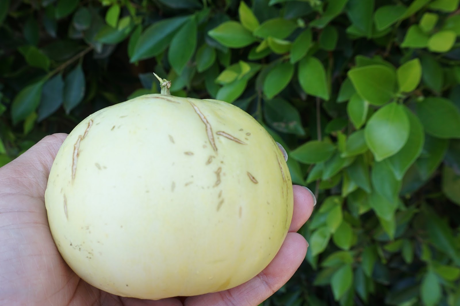 Andie's Way: Sakata's Asian Melon