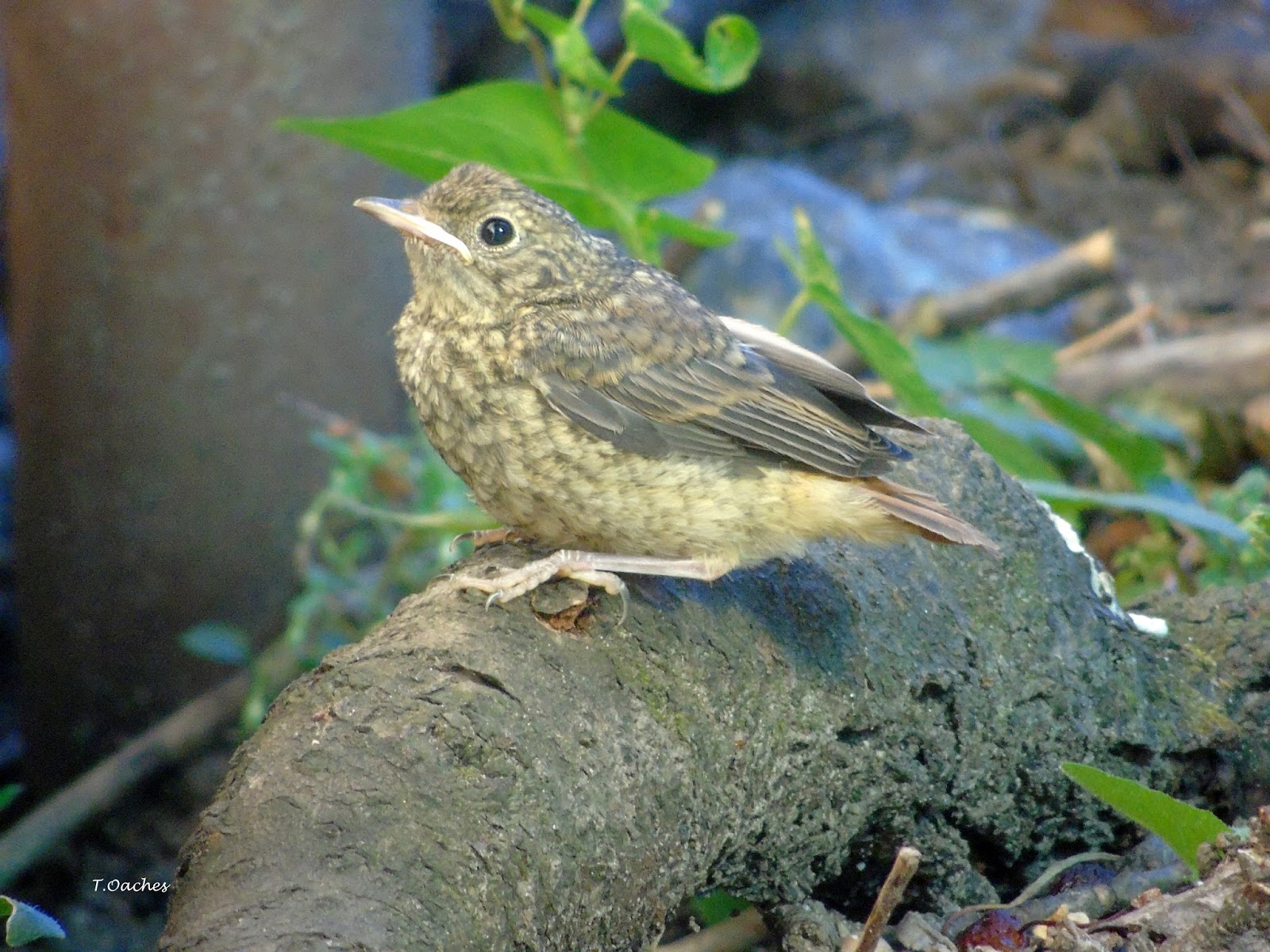 PASARI DIN ROMANIA: CODROS DE PADURE (2), Phoenicurus phoenicurus
