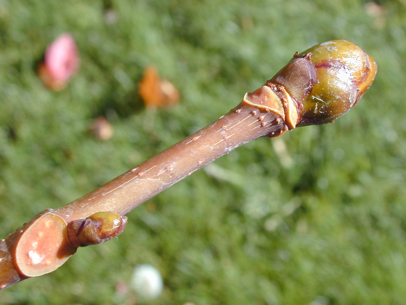 Trees of Santa Cruz County: Aesculus hippocastanum - Horse Chestnut
