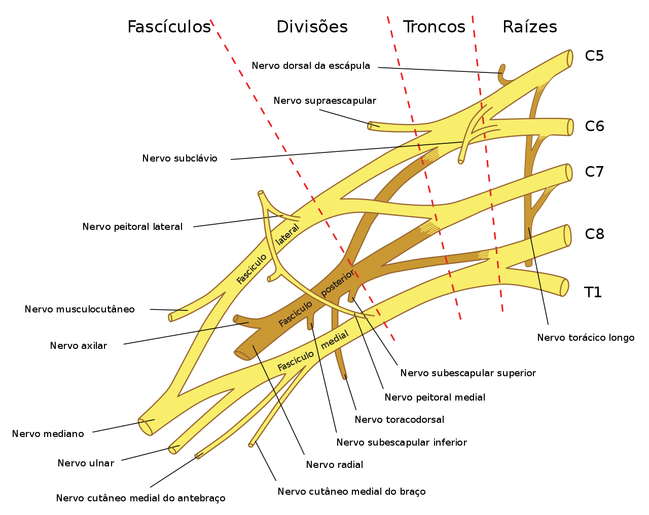 Articulación del hombro
