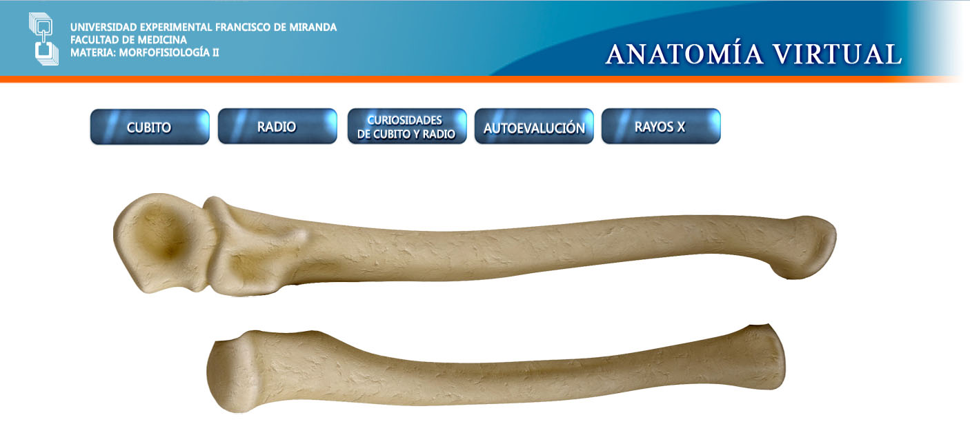 ANATÒMICO VIRTUAL : "CUBITO & RADIO": ANATOMIA VIRTUAL
