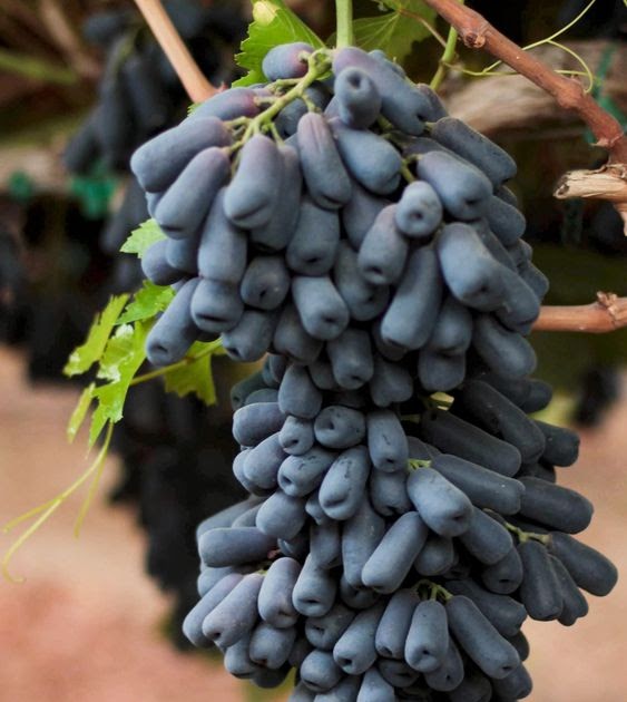 Koleksi Bibit Tanaman Anggur