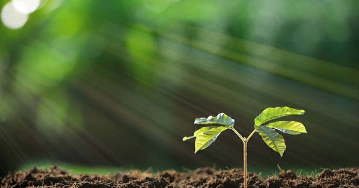 ¿En qué entorno viven las plantas?