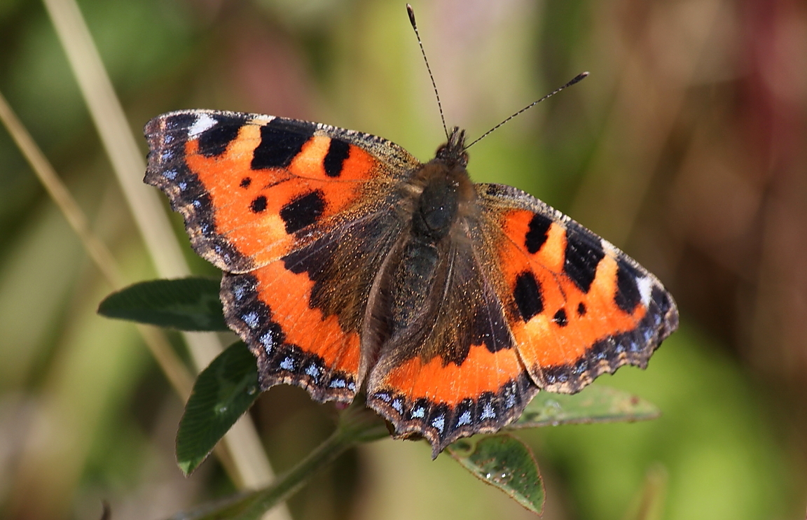 Welcome to the Green Heart Dens blog page.......: Autumn butterflies Welcome to the Green Heart Dens blog page.......: Autumn butterflies