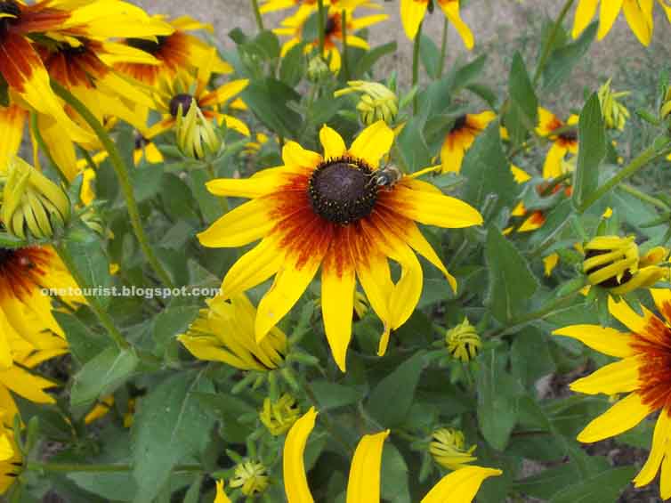 Dalhousie,, Flowers and photography , फूलो के फोटो,डलहौजी | TravelUFO ...