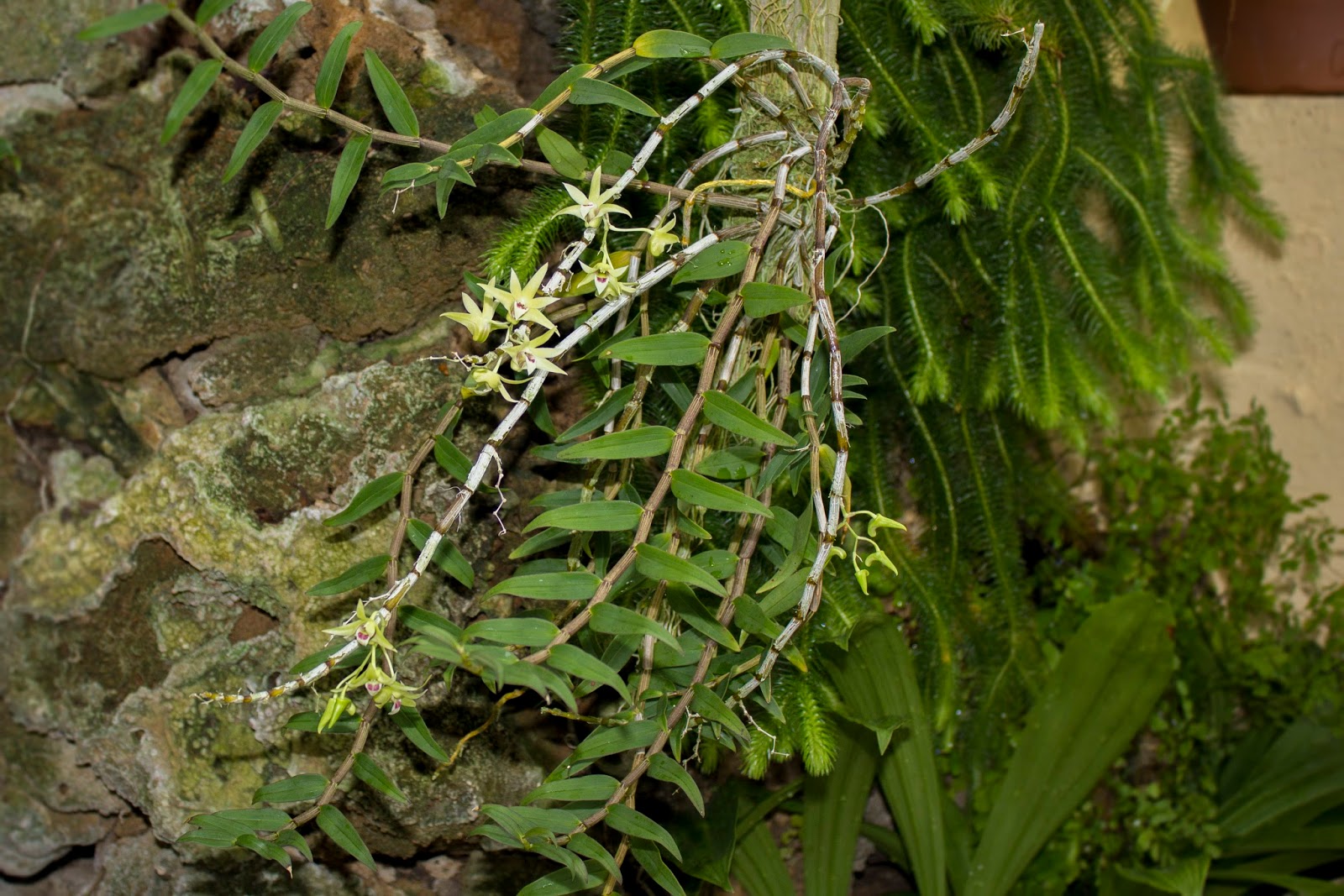 Maria's Orchids: A display of dendrobiums