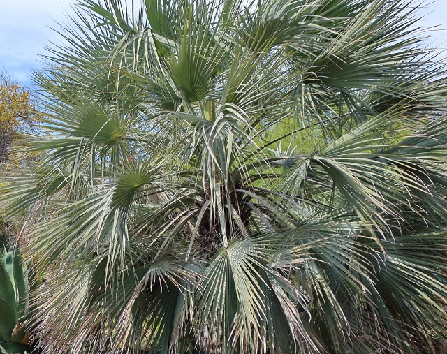 PALMERA AZUL: Brahea armata | Plantas rioMoros