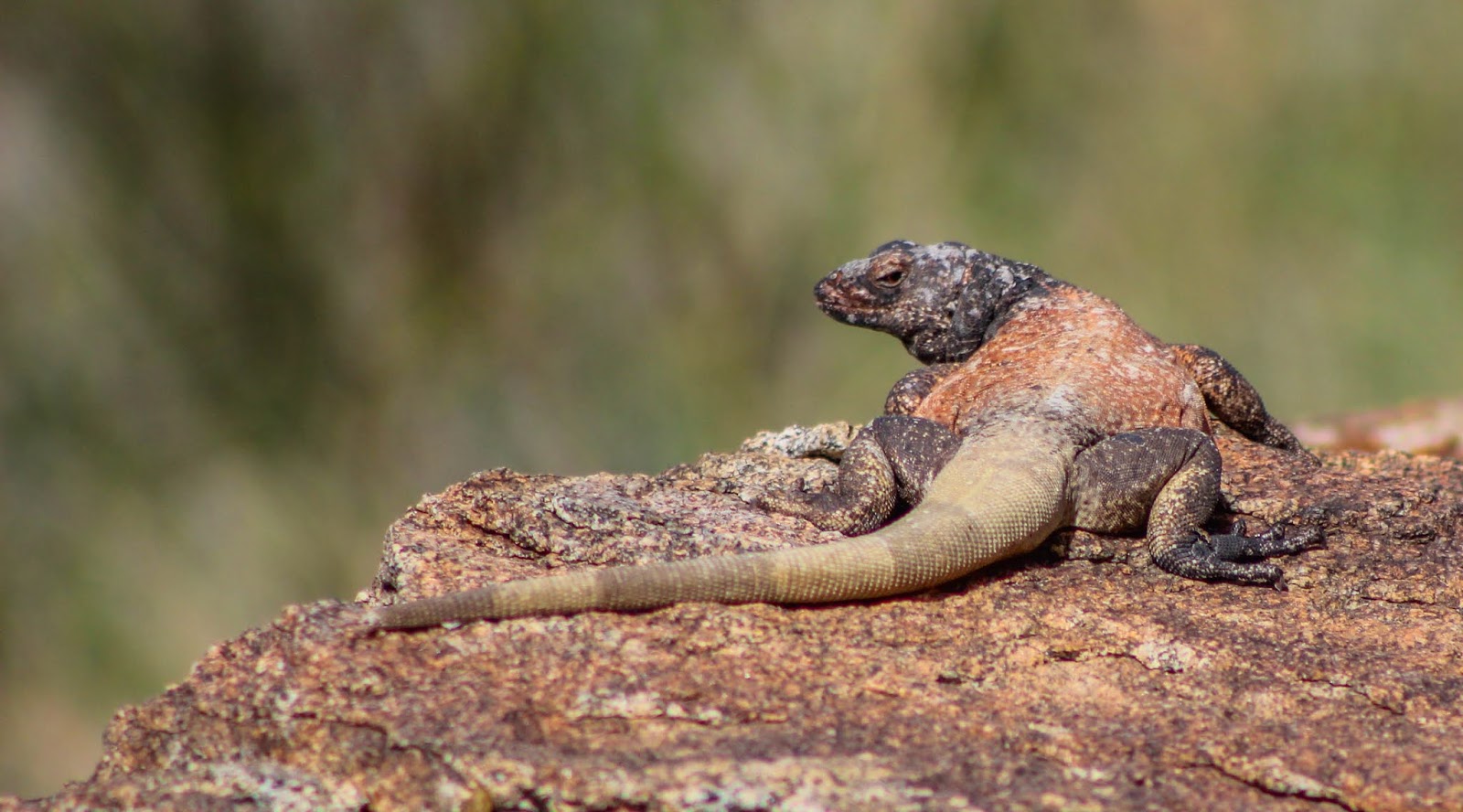 Cannundrums: Western Chuckwalla - Corn Springs