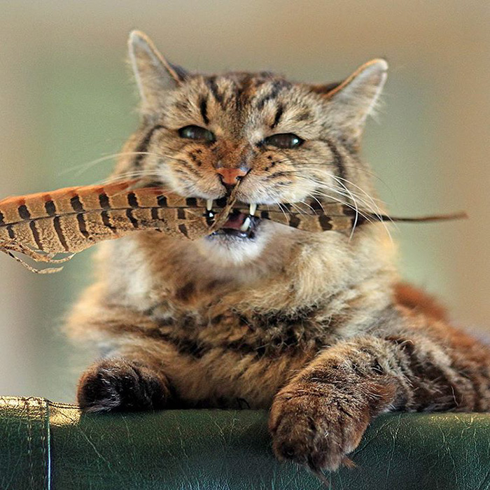 Kucing Tertua Guinness World Records Berjenis Maine Coon Info Terkini kucing-tertua-guinness-world-records-berjenis-maine-coon-info-terkini