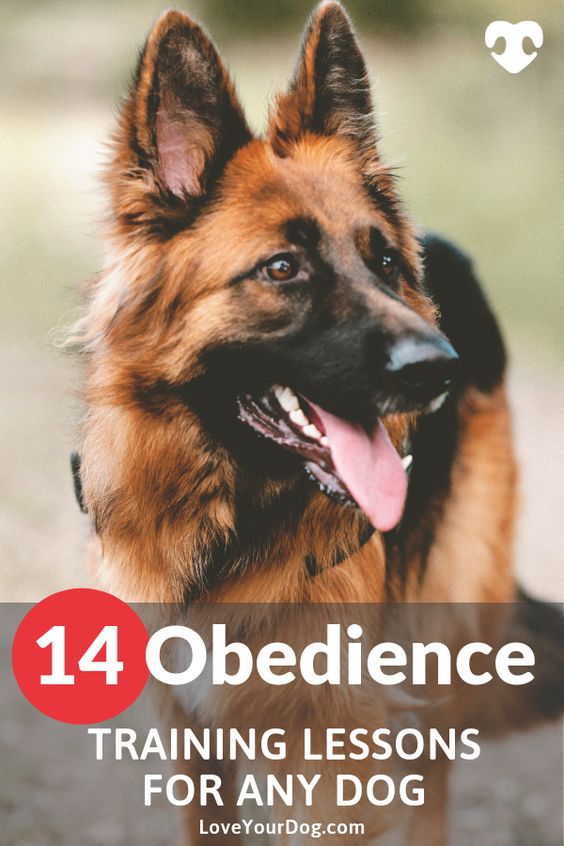 How To Train Dog: 14 obedience training lessons for any dog