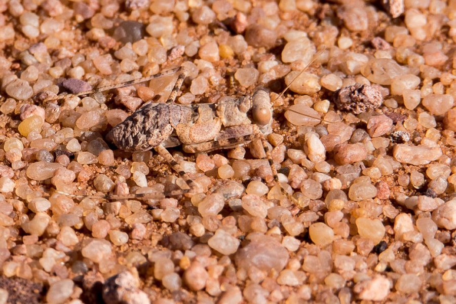 Birds of Saudi Arabia: Desert Mantis