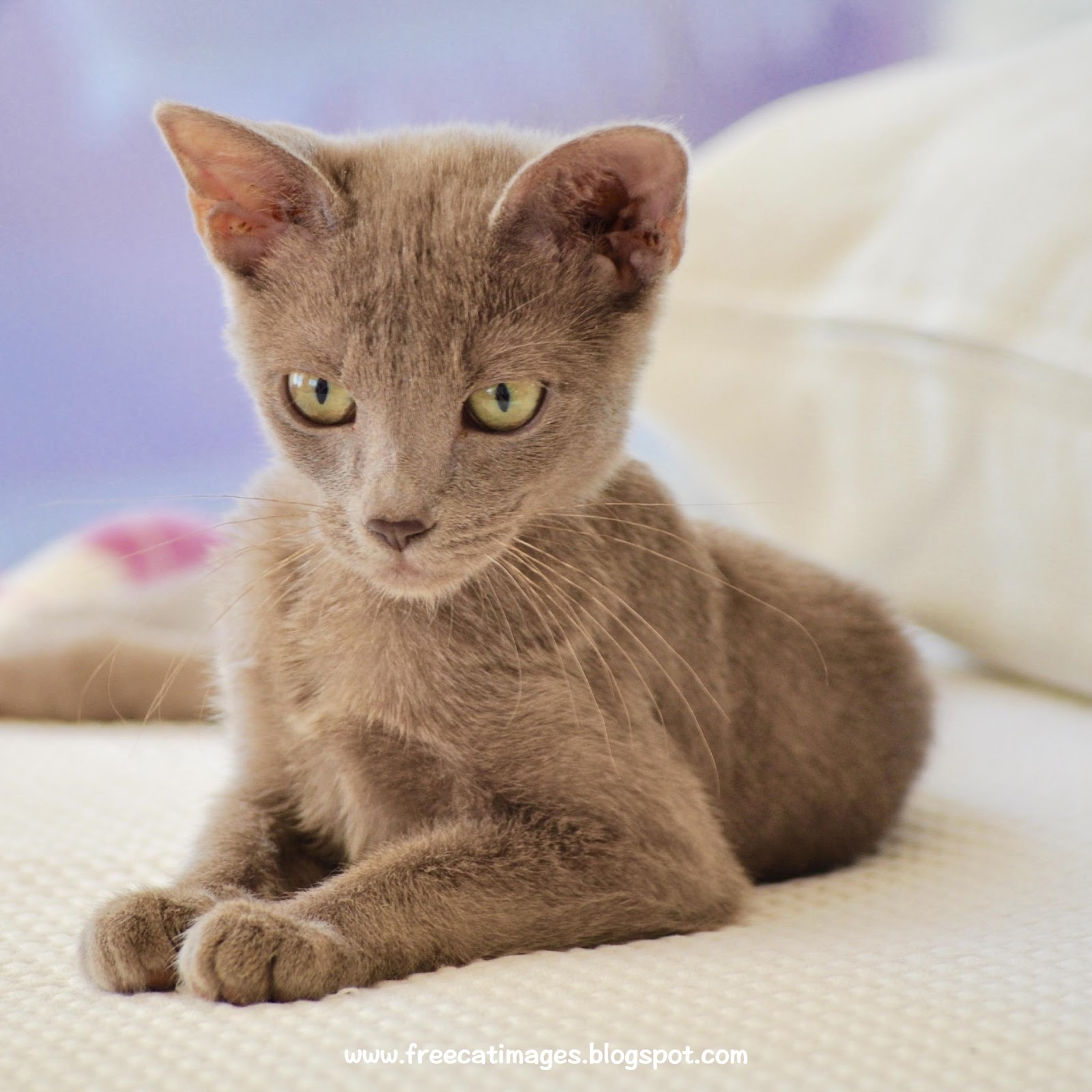 Free grey kitten picture - freebie - Cat Images Free