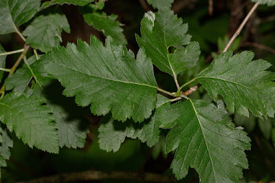 Всё о бегониях и не только...: Рябина Мужо / Хедлундия Мужо (Sorbus ...