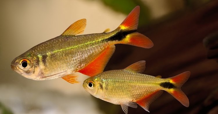 Type of Buenos Aires Tetra Fish Disease and How to Treat It - fish-hobbyist
