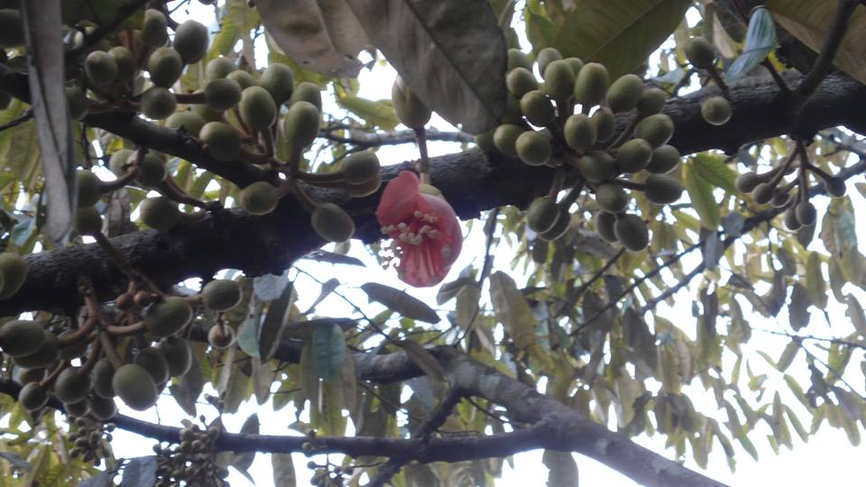 Buah Durian Lai Khas Hutan Kalimantan - www.elangalap.com