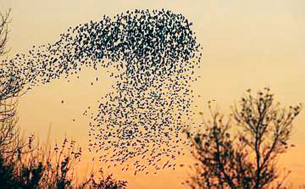 Gerakan Akrobatik Burung Perling | Saja Nak Cerita