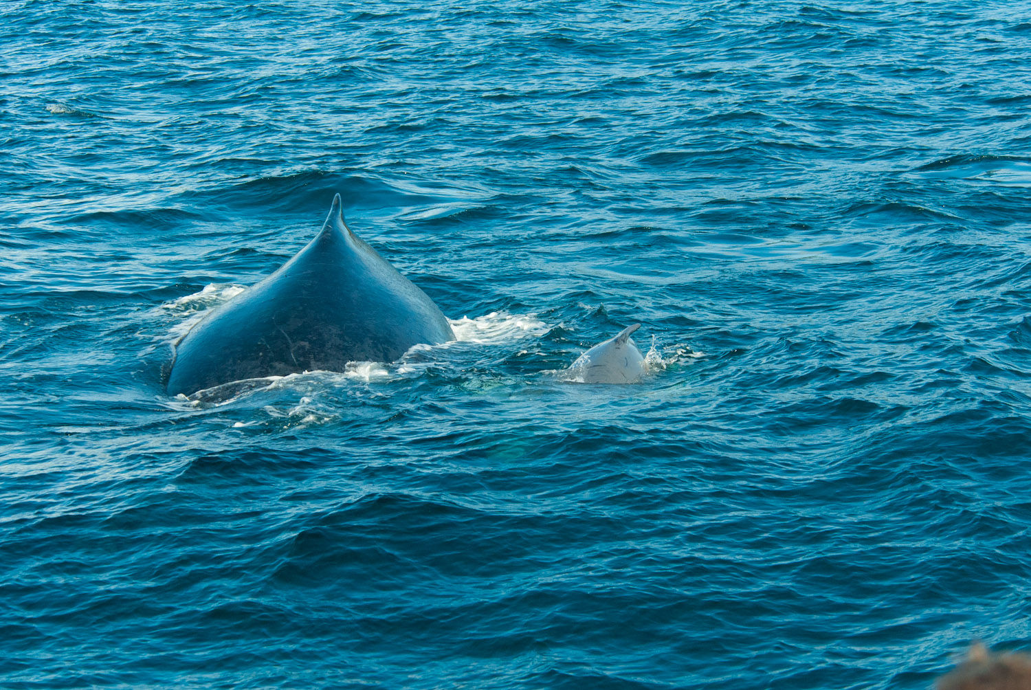 Whale Watching in Albany on the south coast of Western Australia ...