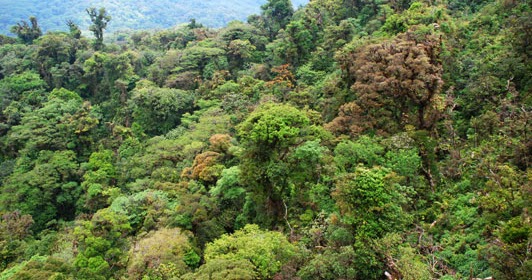 FORESTRY - LEARNING: DEFINITION OF FOREST LANDSCAPE