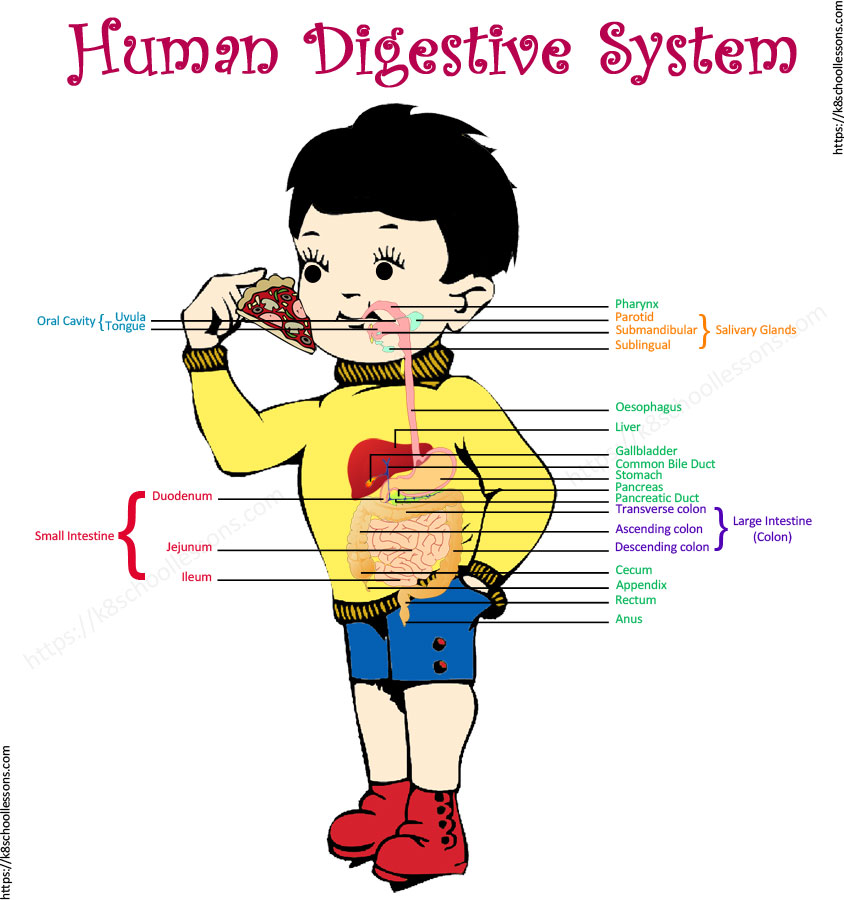 Digestive System for Kids | How the Digestive System Works