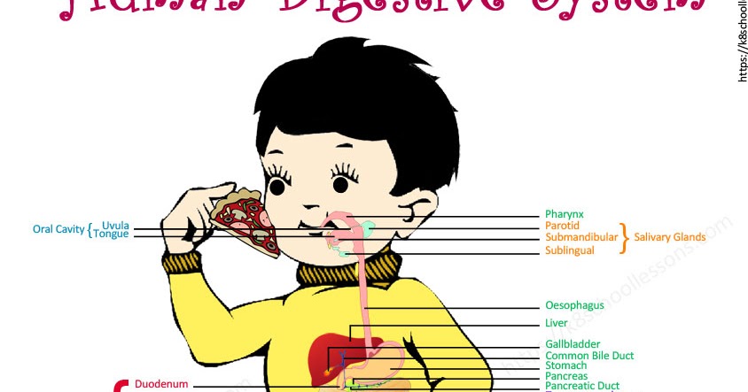 Digestive System For Kids How The Digestive System Works digestive-system-for-kids-how-the-digestive-system-works