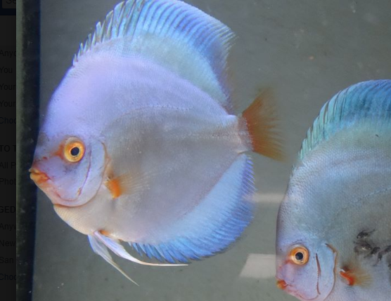 100 Discus Classification according to color and line | king fish