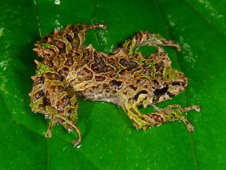 Real Monstrosities: Mutable Rainfrog