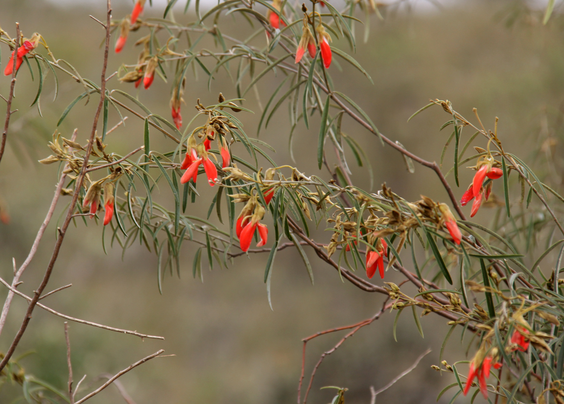 Fabaceae - Leguminosae no Brasil: Collaea