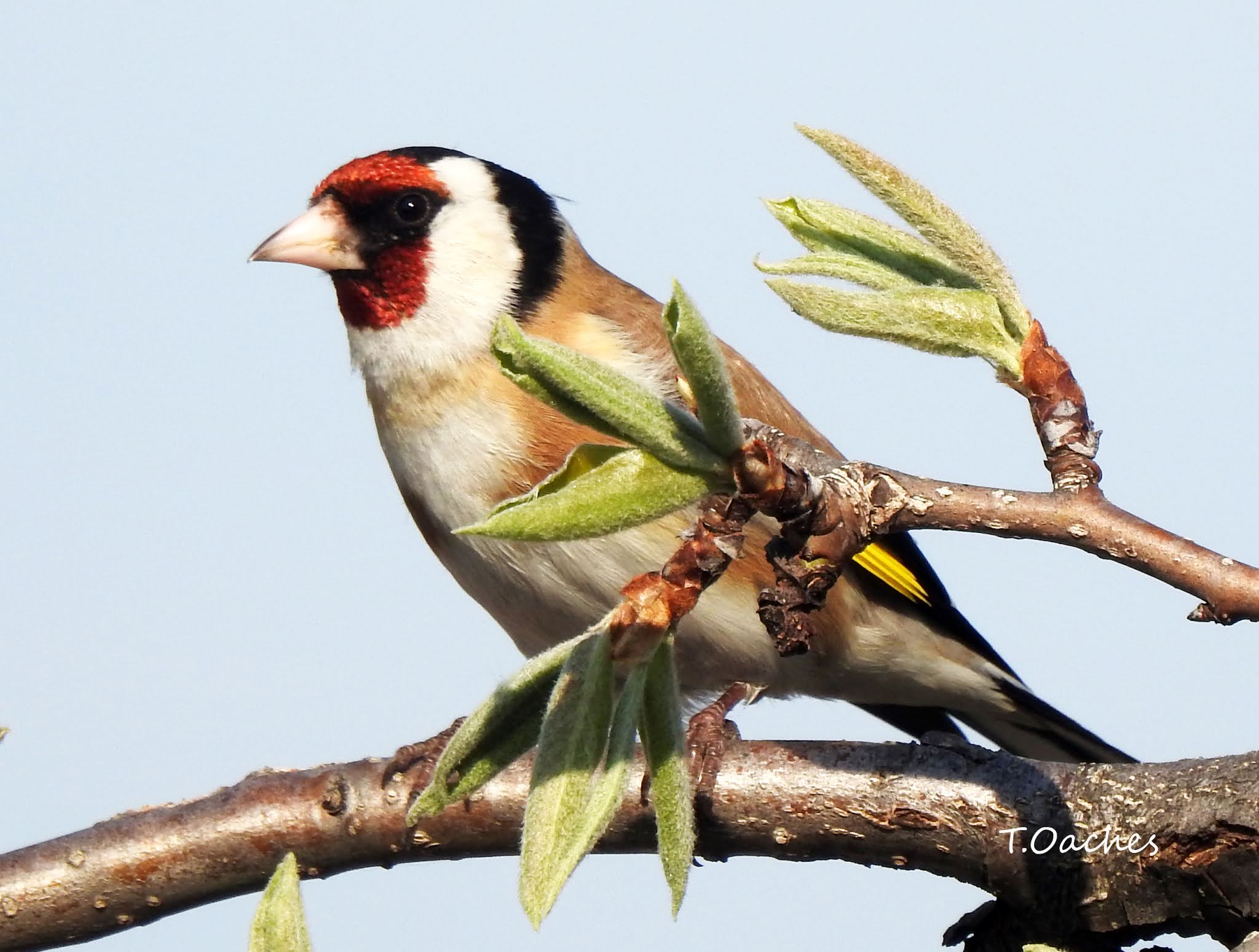 PASARI DIN ROMANIA: STICLETE(1), Carduelis carduelis