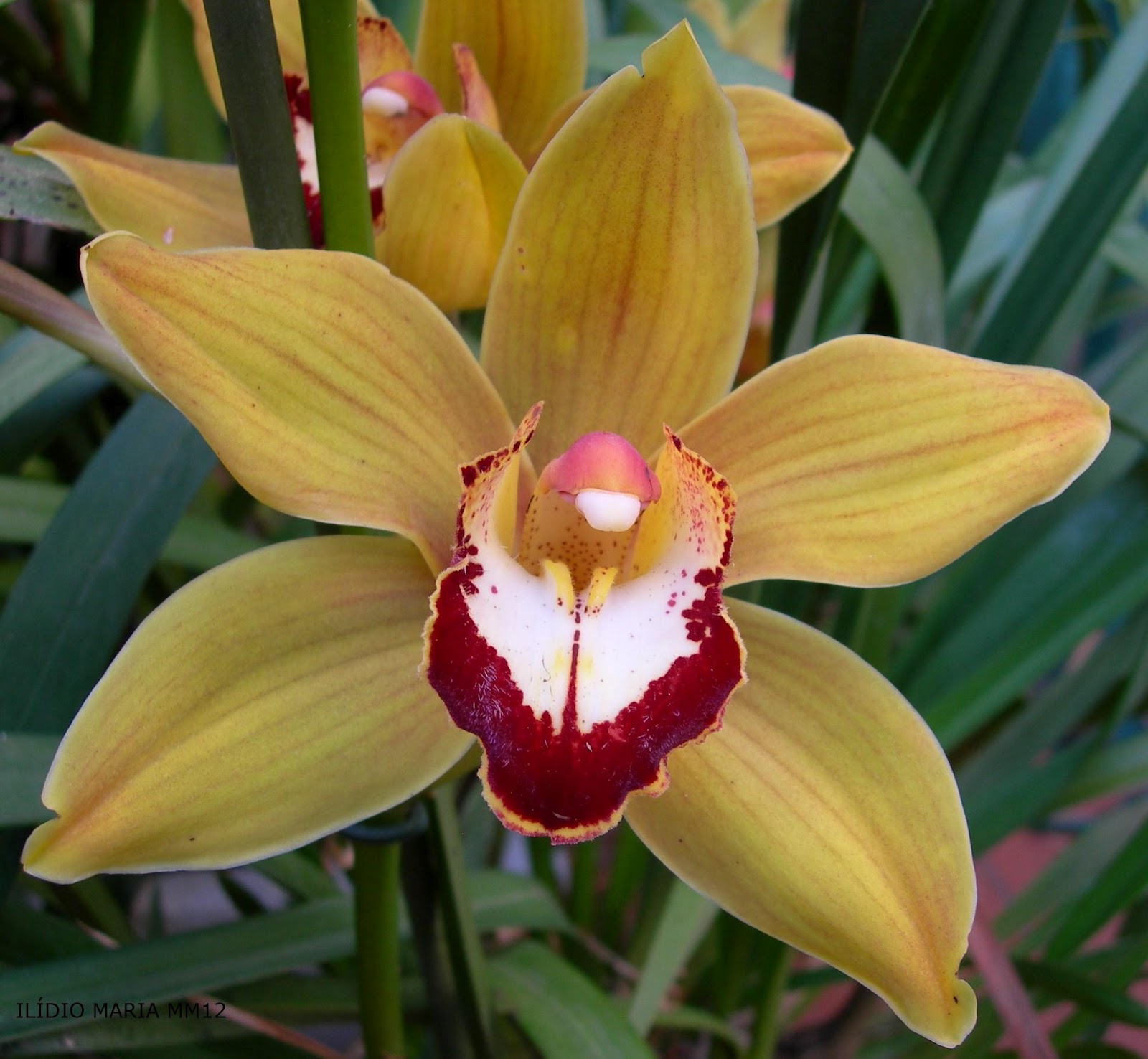 Verde Mundo - Plantae: Cymbidium