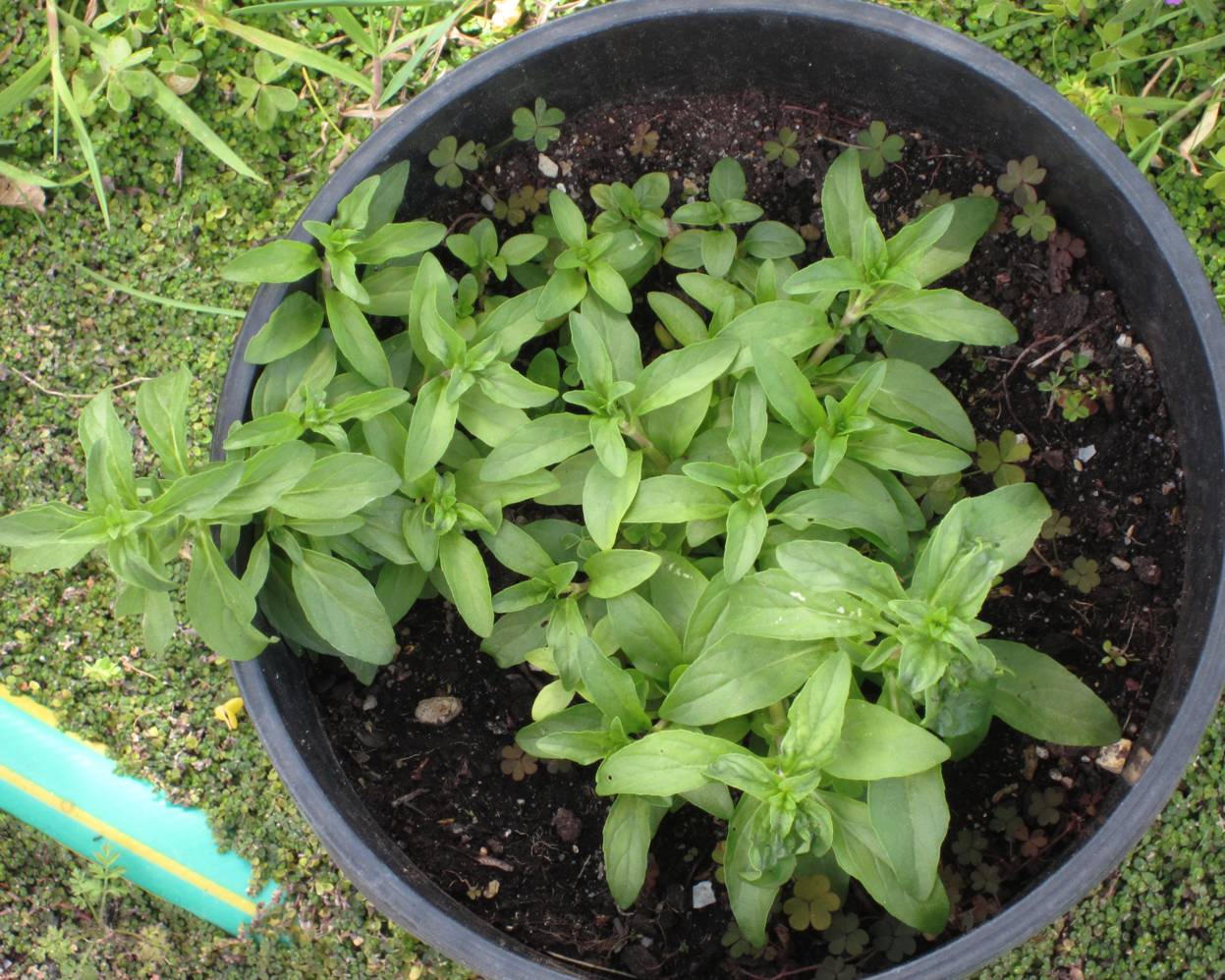 Horta de fim-de-semana: Ervas aromáticas