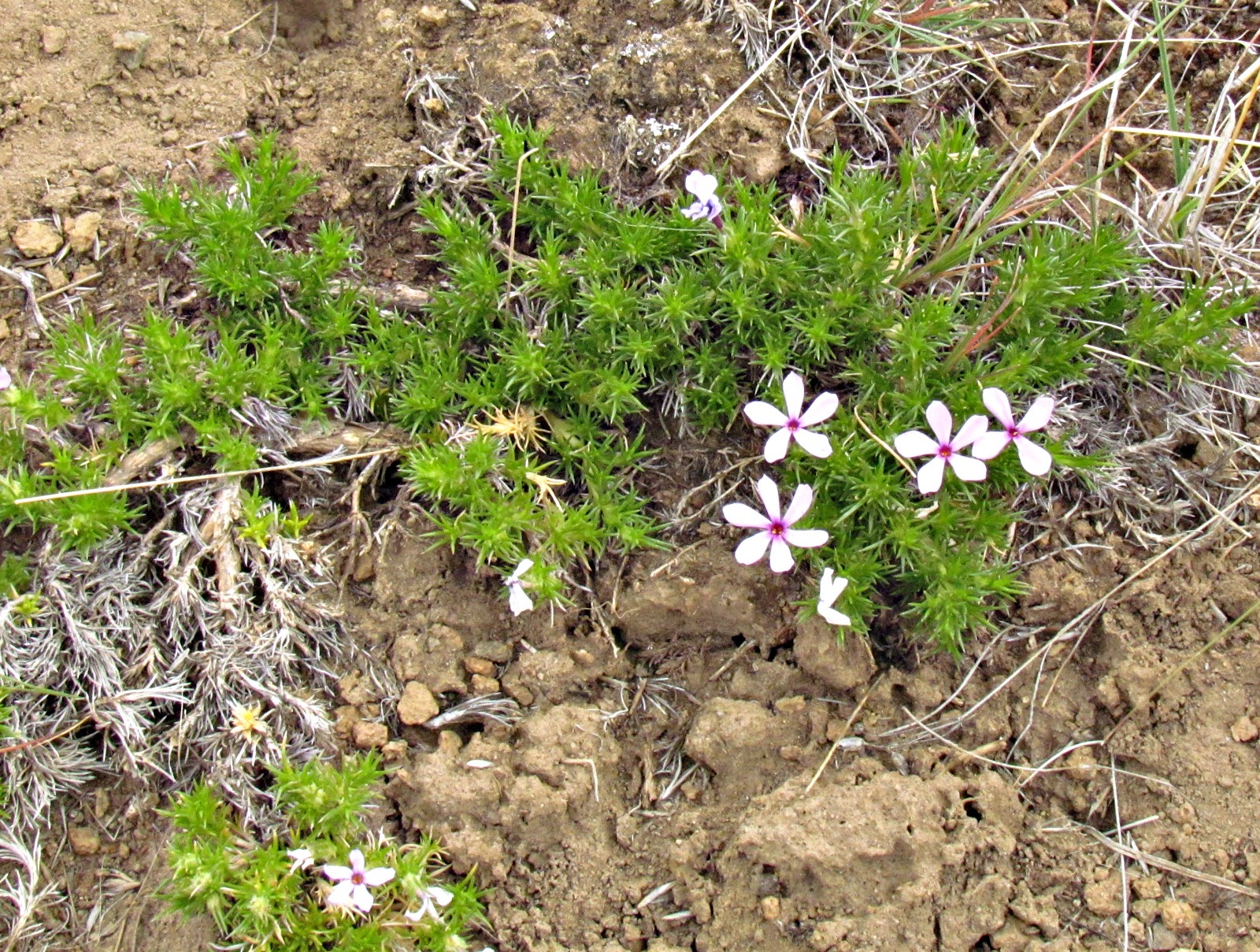 Adventures of a Vagabond Volunteer: Wildflowers at Krumbo Reservoir ...