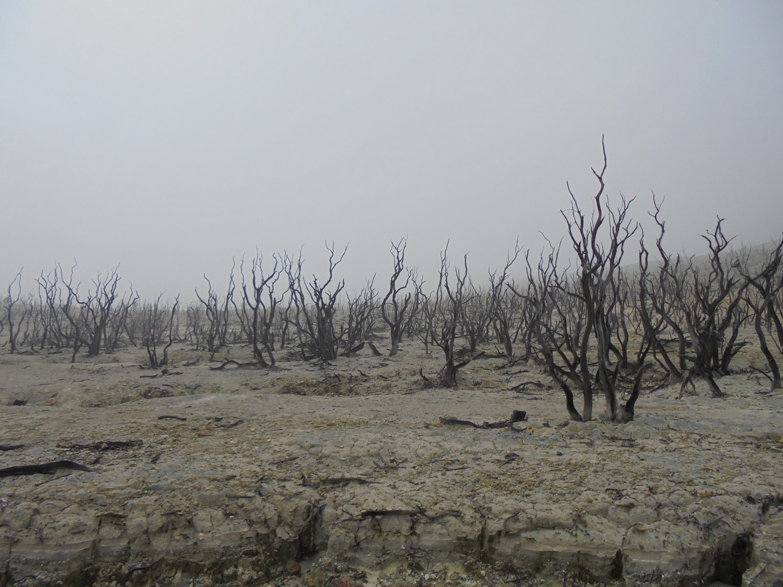 French Vocabulary Illustrated: friche