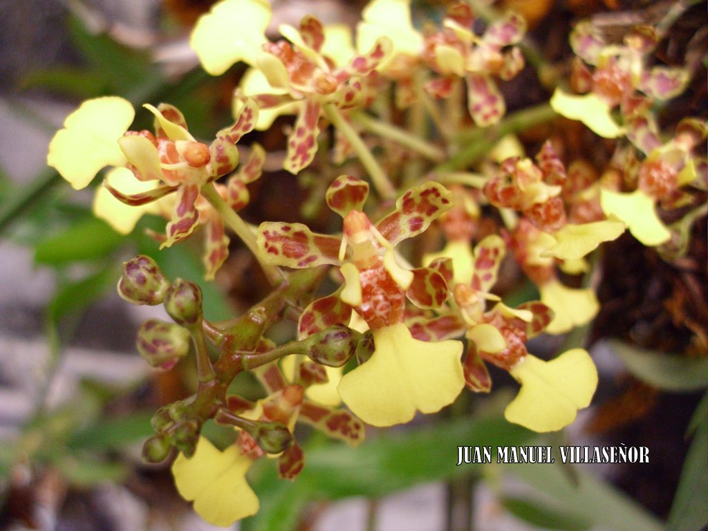 ORQUIDEAS MEXICANAS: Trichocentrum ascendens