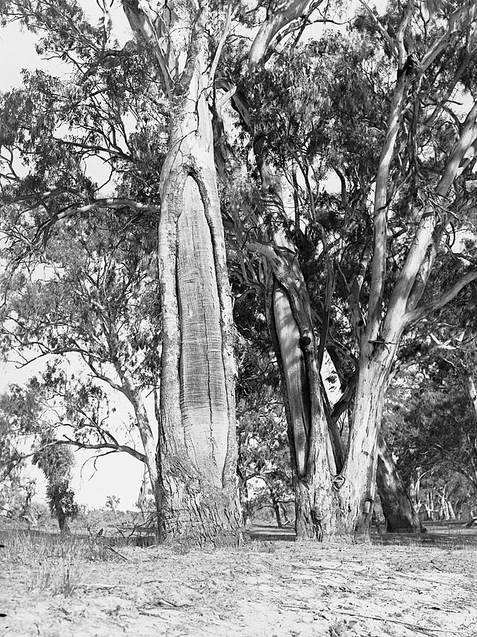Aboriginal Heritage: Scar Trees