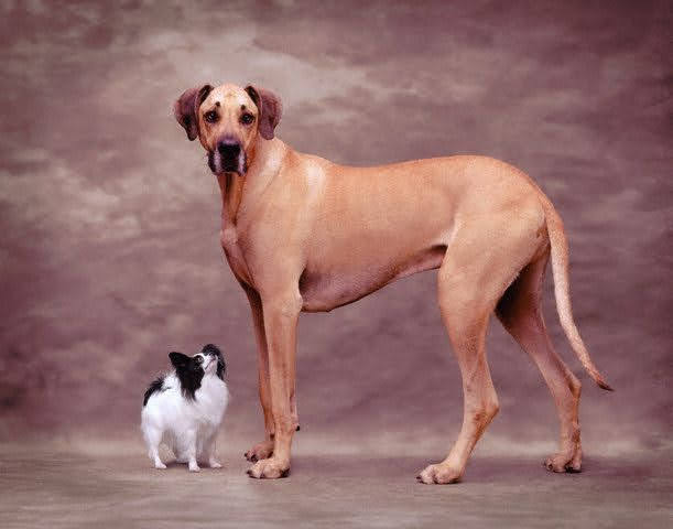 Terrierman's Daily Dose: Kennel Club Dogs: Unnatural Selection for Defect