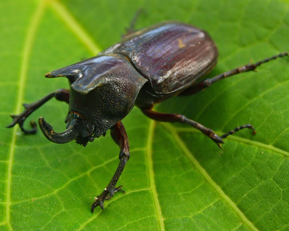 LOS ANIMALES: CLASIFICACIÓN DE LOS ANIMALES INVERTEBRADOS