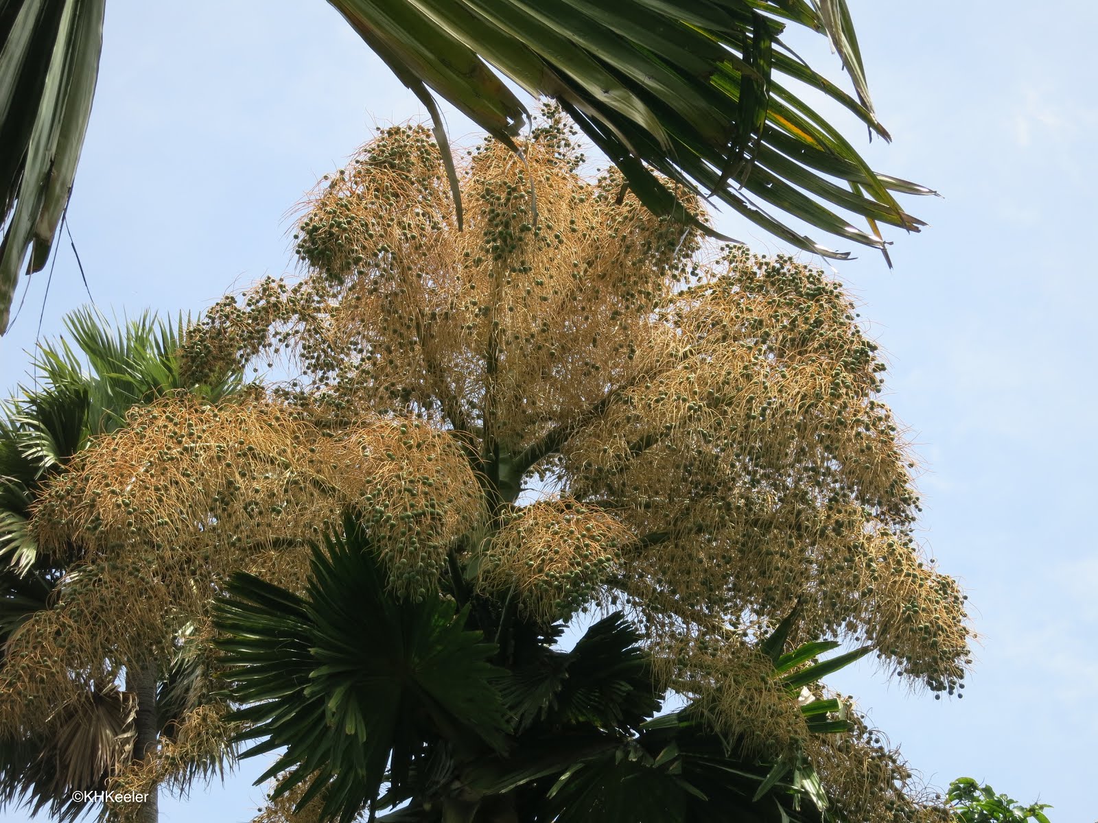 A Wandering Botanist: Visiting Hawaii--HIstoric Foster Botanical Garden