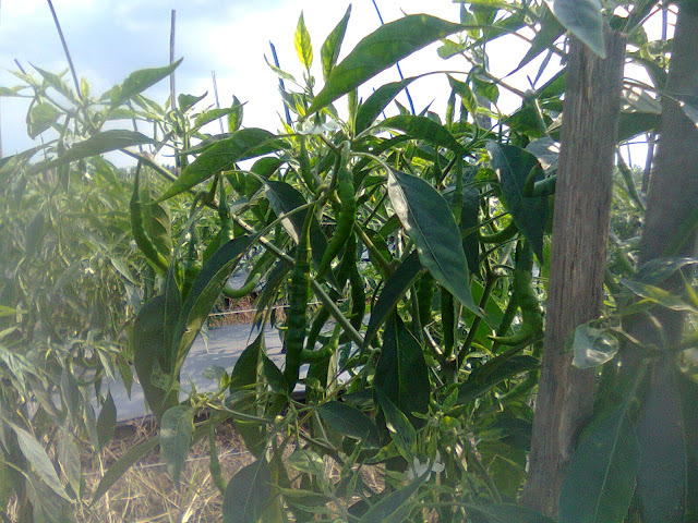 Mengenal Ciri-Ciri Umum Tanaman CABE Terserang Hama THRIPS - Guru Ilmuan