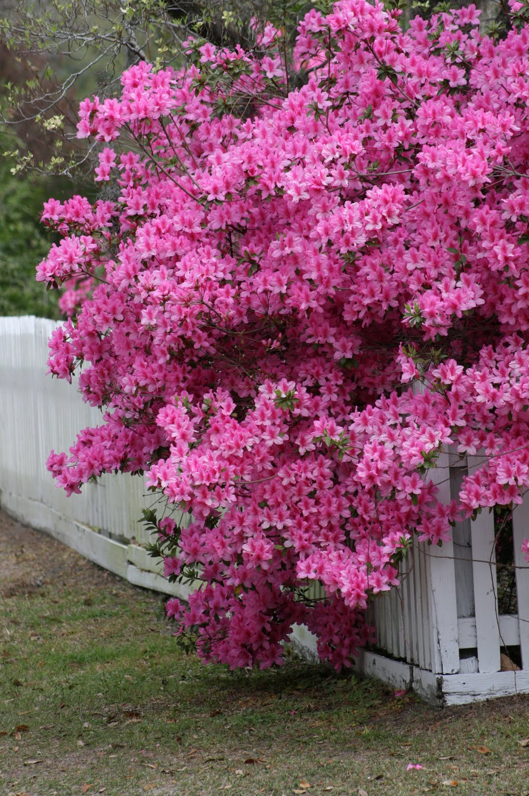 Urban Vintage Market: Azaleas in bloom in Summerville, SC