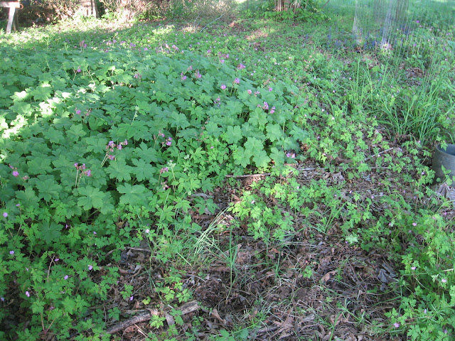 Weeding on the Wild Side: Enduring Evergreen Ground Covers