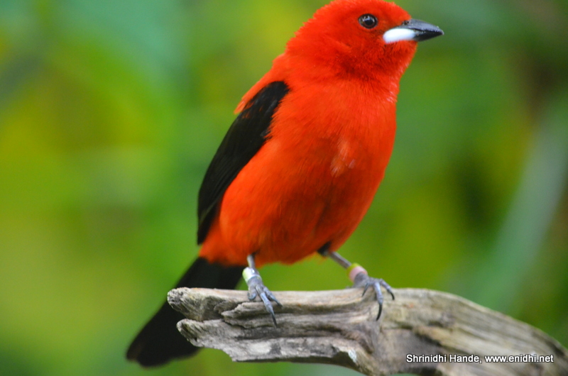 Beautiful birds at Copenhagen Zoo, Denmark - eNidhi India Travel Blog