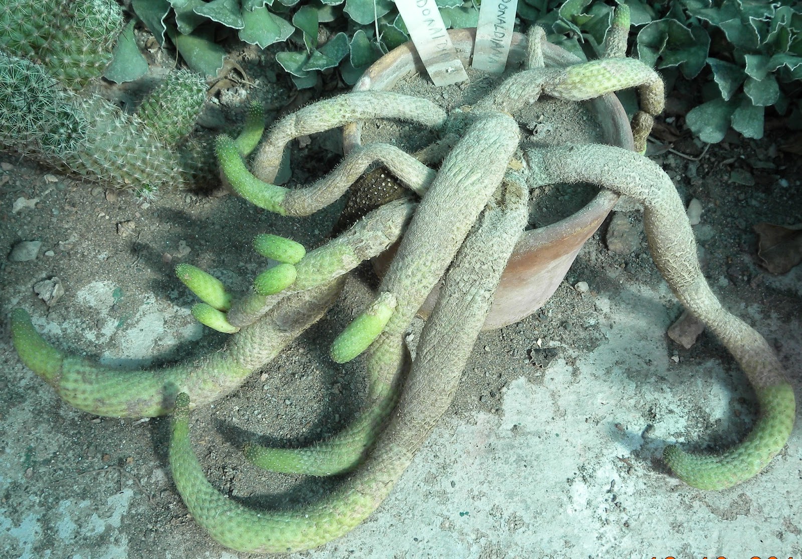 VISIT THE WORLD THRU THE EYES OF MAHESH AND DIVYA : Cactus Garden ...