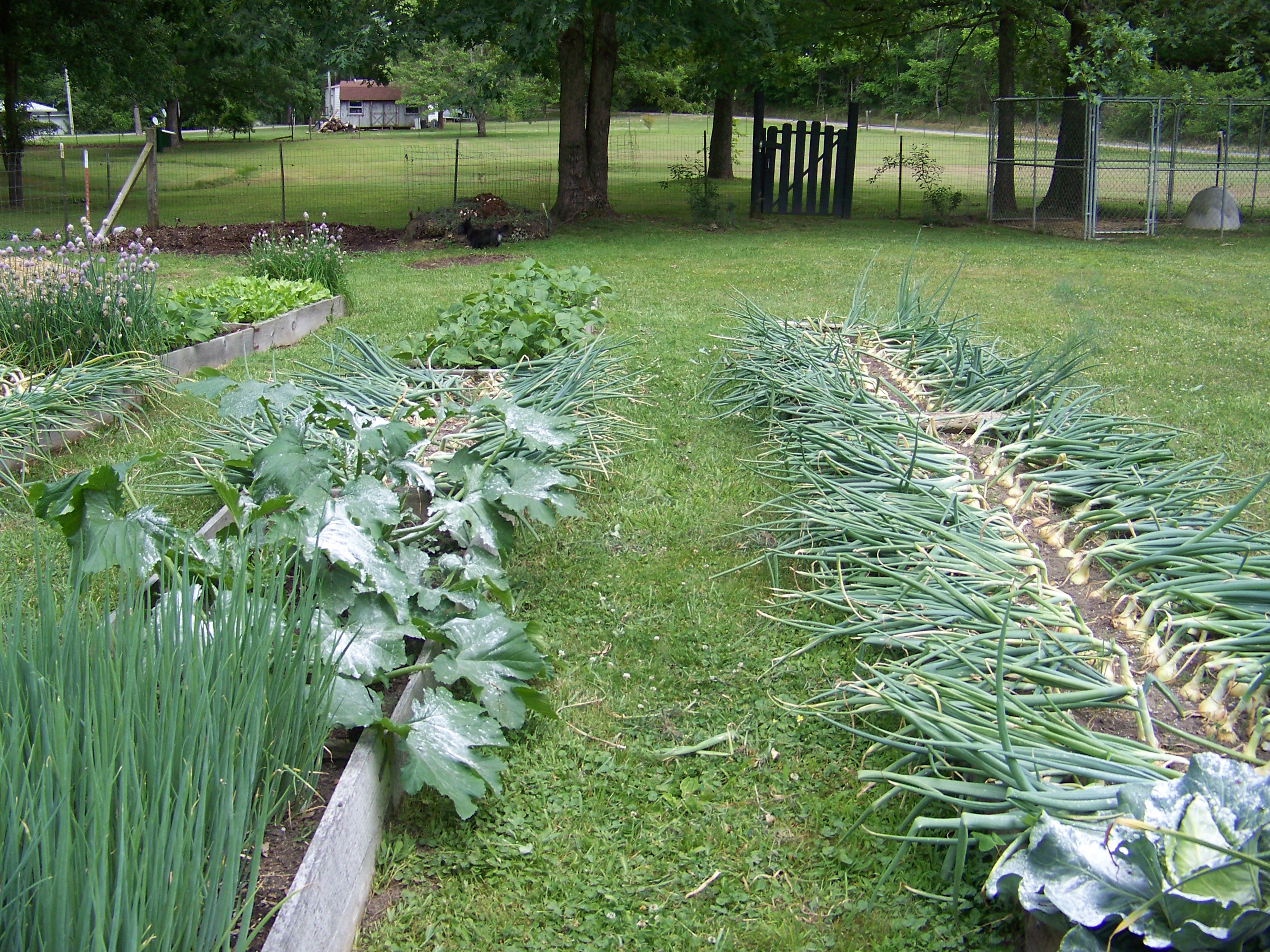 Hickery Holler Farm: Onions Hanging