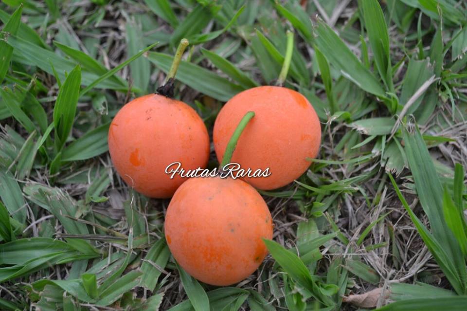 Garcinia livingstonei - Imbe, pama, gupenga, mangostão-cafreal ...