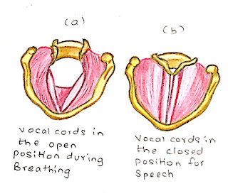 Music 2 ESO: 4.1. Voice and its classification